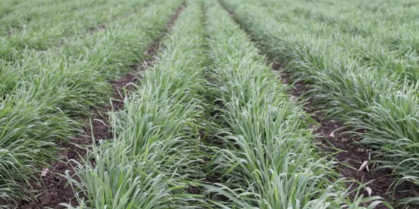 Property News - Grain Central