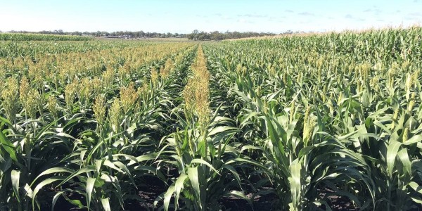 Grain Markets & Marketing News - Grain Central