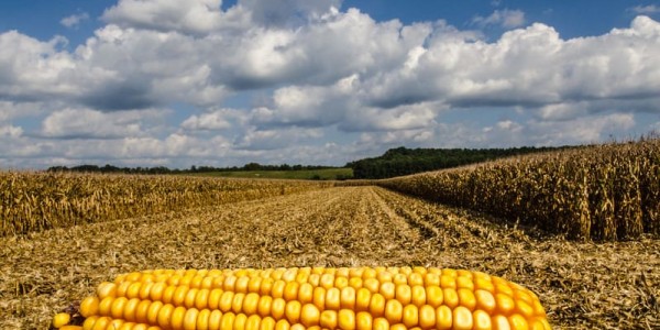 Grain Markets & Marketing News - Grain Central