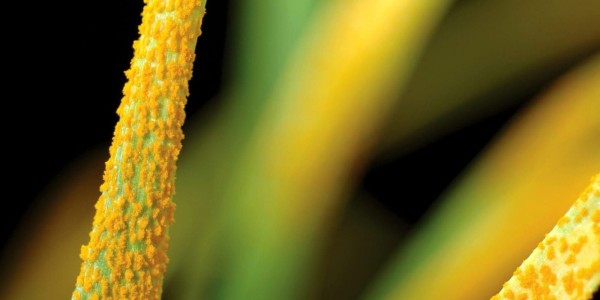 Cropping News - Grain Central