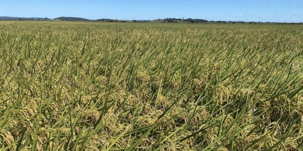 Australia's leading Grains News - Grain Central