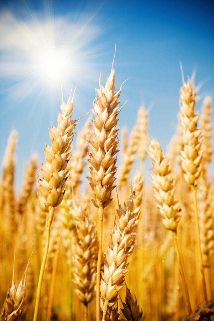 Saudi wheat business unlikely to ship from Australia - Grain Central