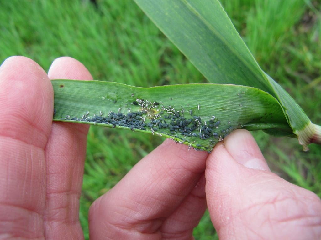 Oat and corn aphids infesting cereals - Grain Central