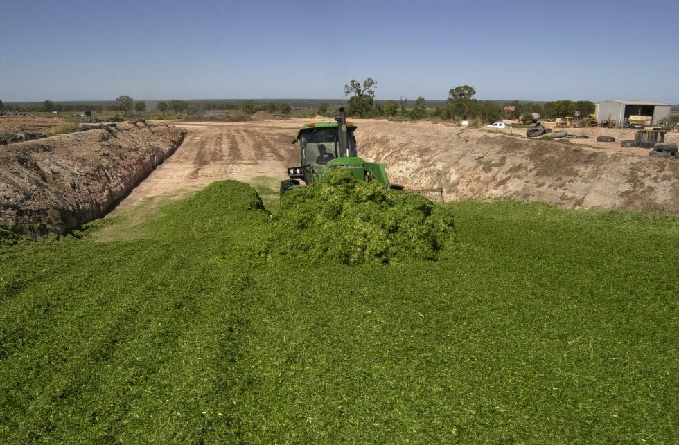 Silage option looms for winter cereals - Grain Central
