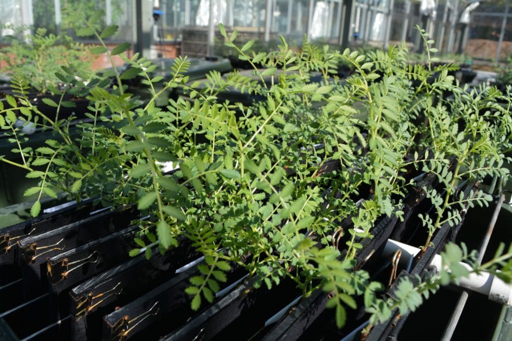 World first root architecture revelation a breakthrough for chickpea ...
