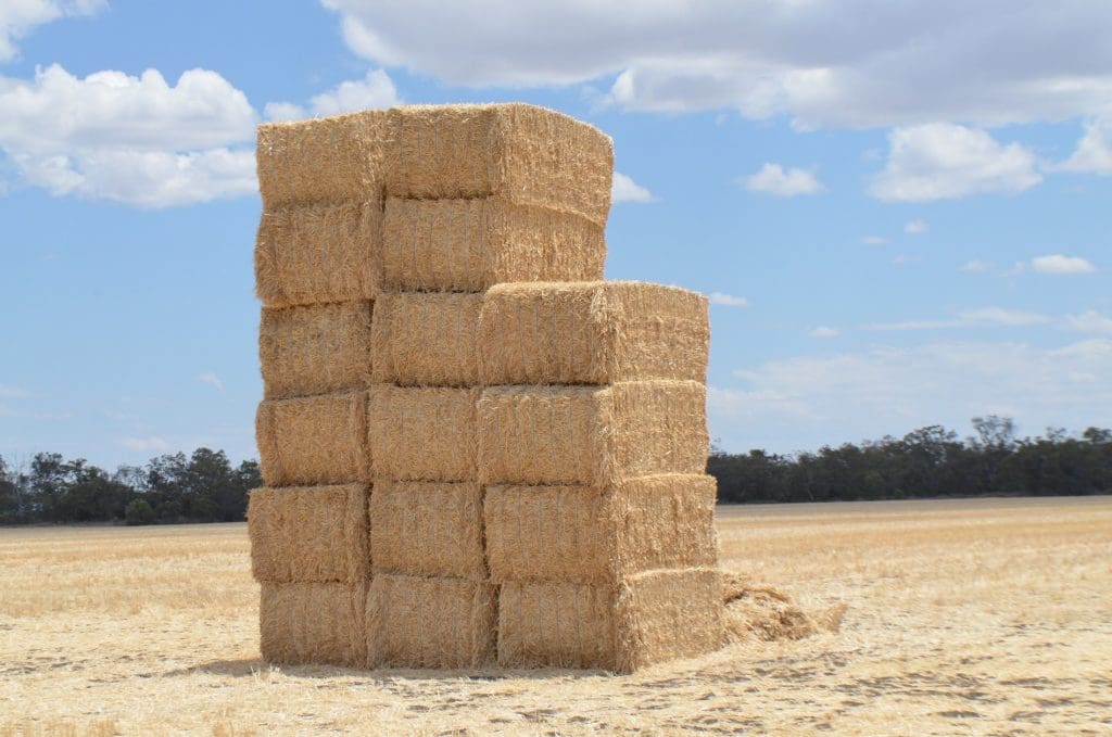 Fodder exports on the rise - Grain Central