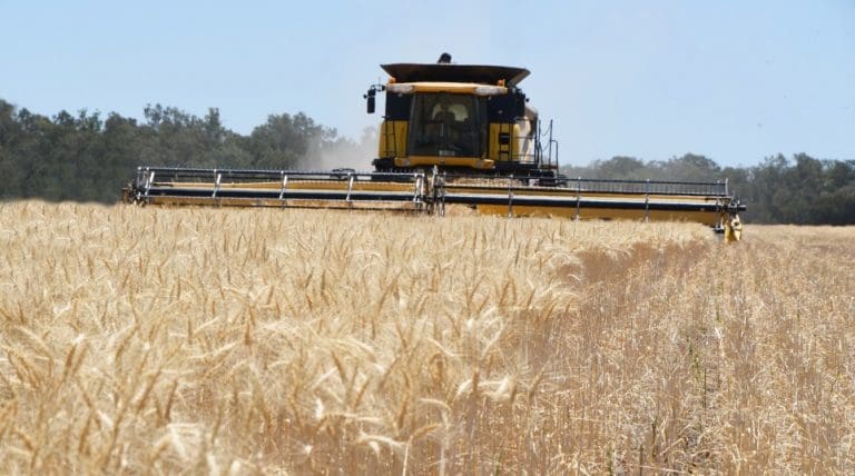 A big week in grain harvest - Grain Central