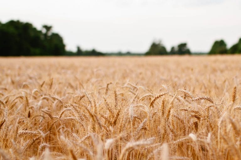 Australia’s November wheat exports at 319,537t down 21pc over month ...