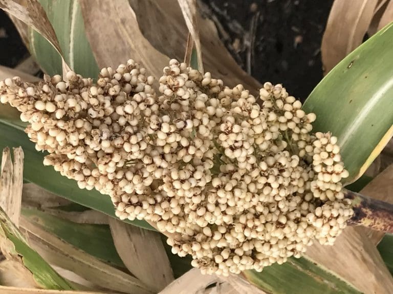 Sorghum makes its way to the table - Grain Central