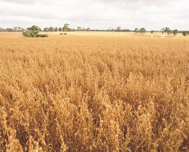 Oats on a roll in WA - Grain Central
