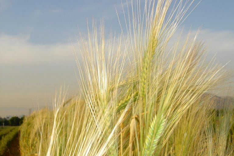 China adds depth to Australian barley export market - Grain Central