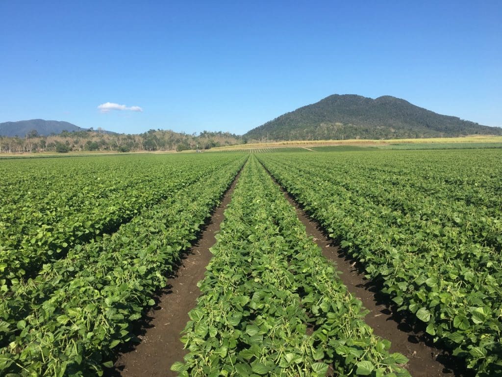 Pulses drive Townsville's push into containerised grain exports - Grain ...