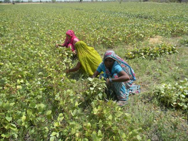 Export run-out limits Aussie exposure to Indian pulse policies - Grain ...