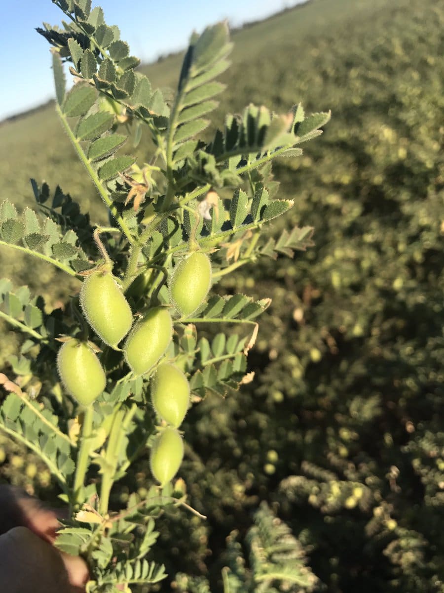 Tough August clips tonnage from Australian chickpea crop - Grain Central