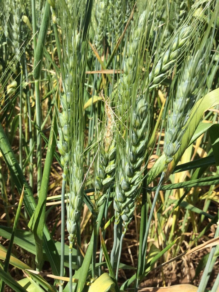 Southern crops hanging on after frosts, dry September - Grain Central