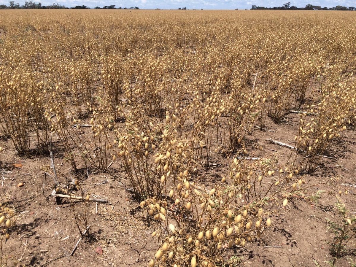 Hopes for one-million-tonne chickpea crop hinge on NSW slopes - Grain ...
