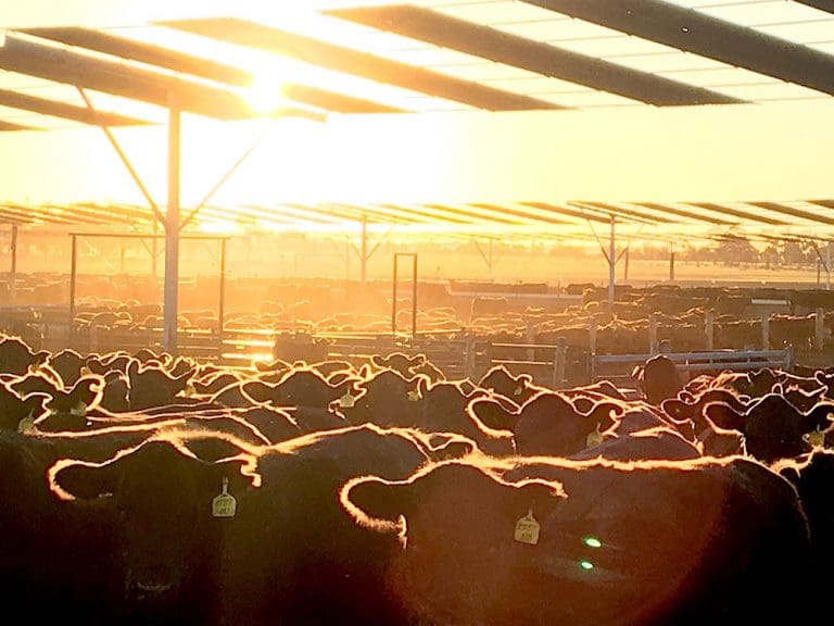 Queensland likely home for weather-damaged southern grain - Grain Central