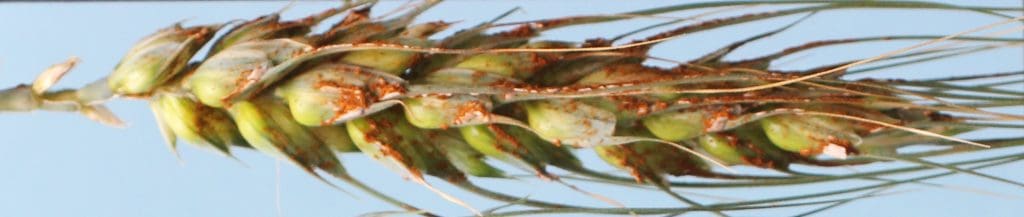 Australian scientists involved in stem rust breakthrough - Grain Central