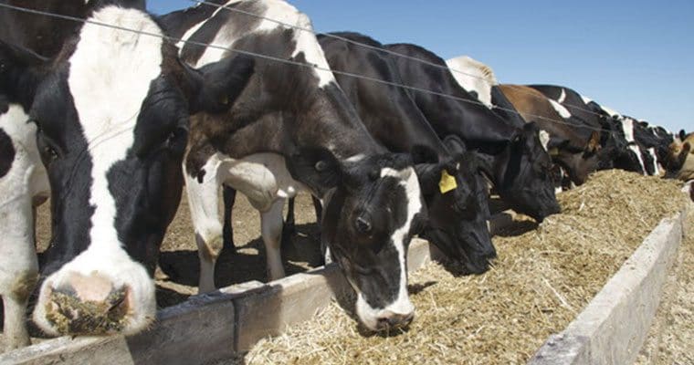 Small-scale cattle feeders eye stained grain - Grain Central