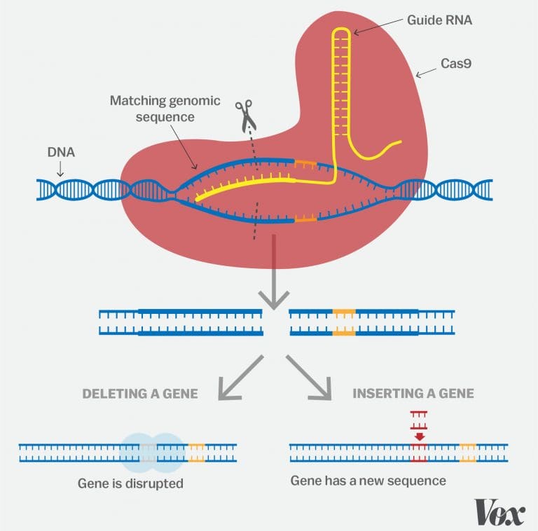CRISPR gene-editing in Europe? Questions remain on regulations - Grain ...