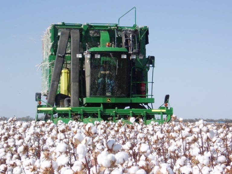 High yields for irrigated cotton, tougher year for dryland - Grain Central