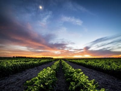 Stunning images from Aussie cotton ‘Click 2.0’ competition - Grain Central