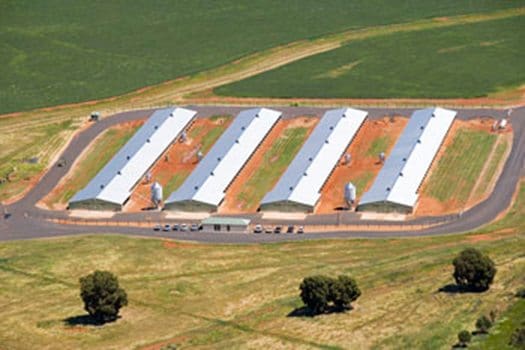 Red Lea collapse bites poultry producers, Ridley - Grain Central