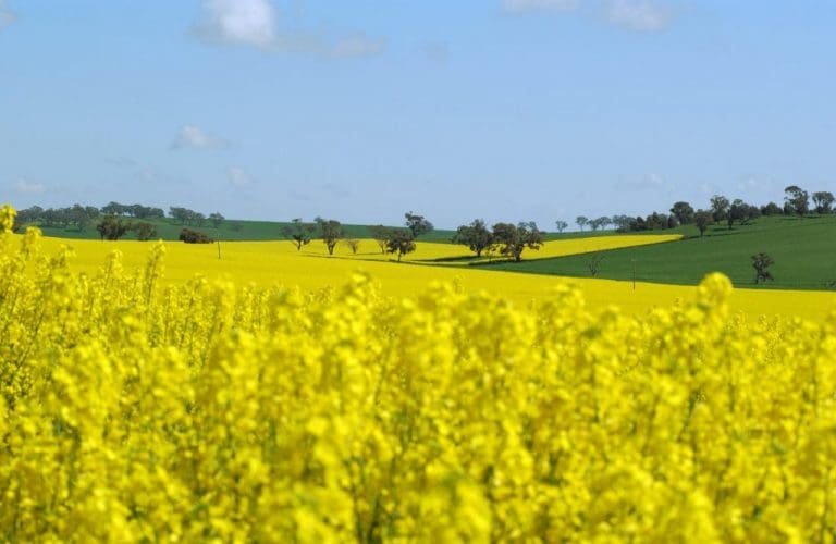 Rapeseed oil consumption growing globally - Grain Central