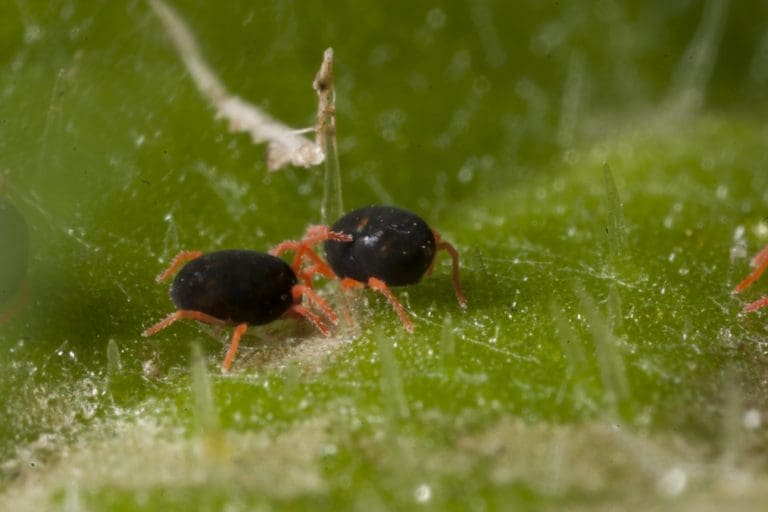 Mites set to flare in southern NSW winter crops - Grain Central