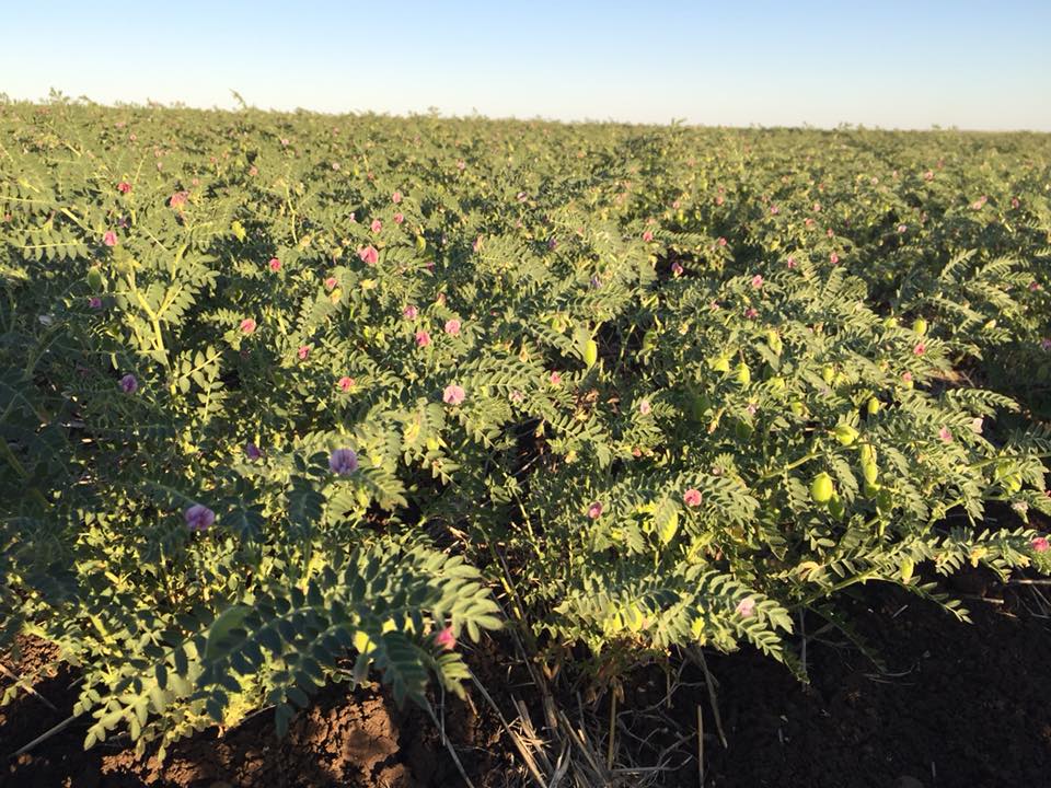 Traders’ market drives chickpea prices to $800/t for old and new crop ...