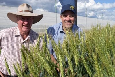 Sun shines on new prime hard wheat variety - Grain Central