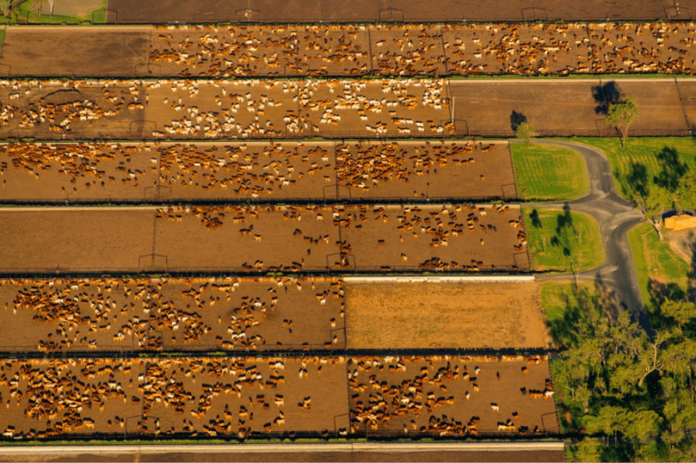Train brings wheat from SA to NSW for feedlots, flour - Grain Central