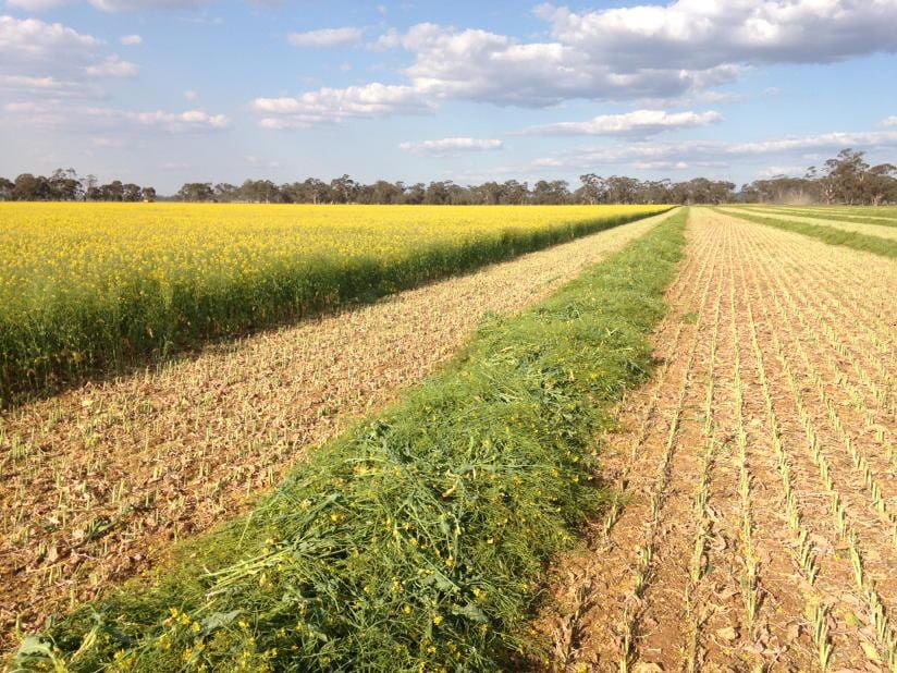 Australia exports 46,399t of canola in July ahead of clouded new-crop ...