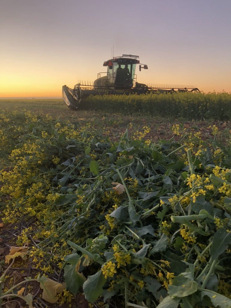 Feedgrain Focus: Trains, boats and sorghum hopes steady market - Grain ...
