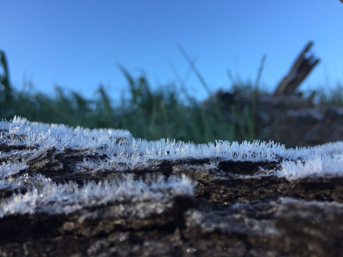 Southern frost zaps at least 1Mt from WA crop now seen at 15Mt - Grain ...