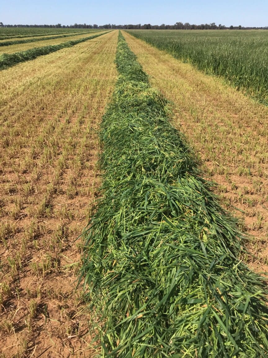 Feedgrain Focus: Outlook for less grain from Victoria kicks market ...