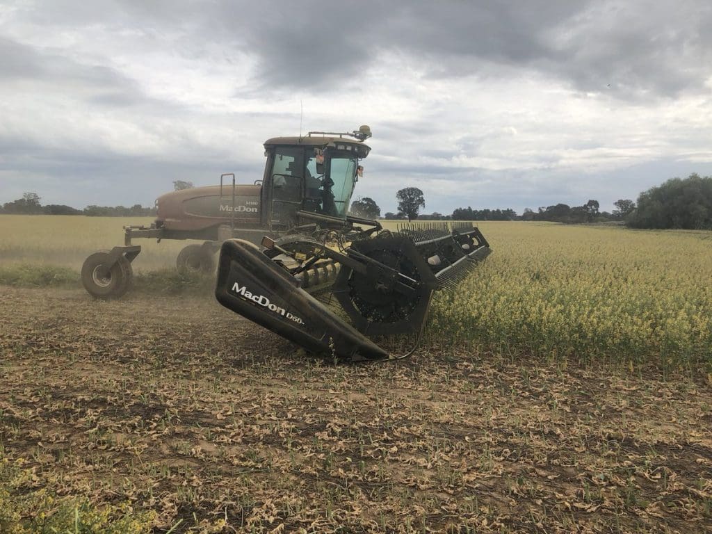 Australian canola at 1.96Mt to be smallest since 2009: AOF - Grain Central