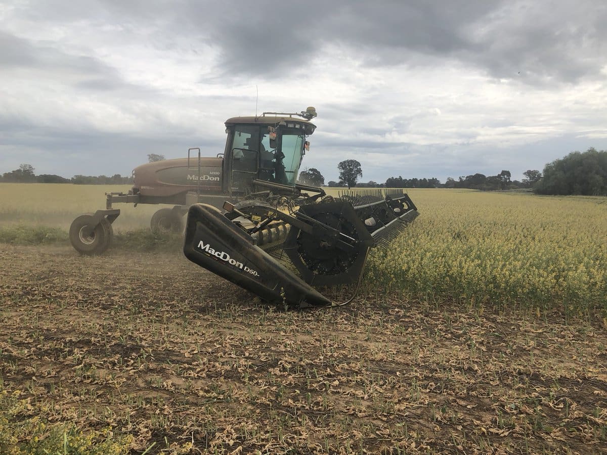 Australian canola at 1.96Mt to be smallest since 2009: AOF - Grain Central