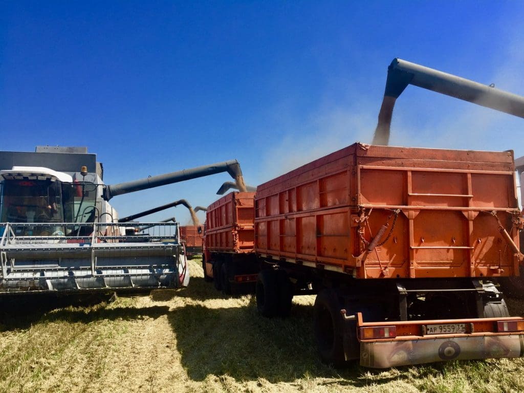 Australian wheat production estimate cut by 1.5Mt: USDA - Grain Central