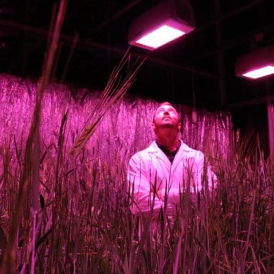 ‘Speed breeding’ techniques revolutionise plant breeding - Grain Central