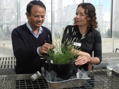 Early weed control/moisture conservation lift yields - Grain Central