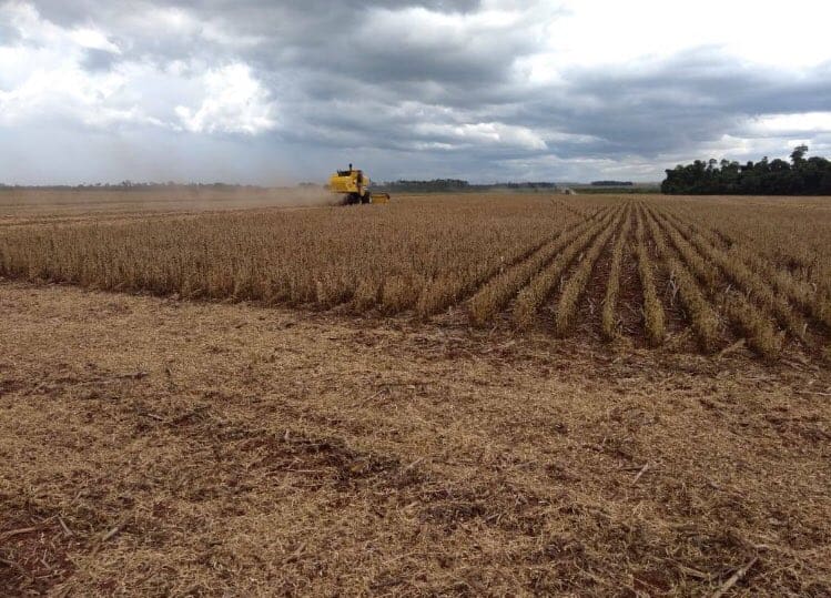 Summer-crop samba commences - Grain Central