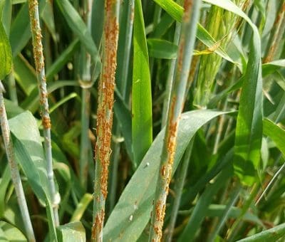 Barley producers need to get ‘winter crop ready’ - Grain Central