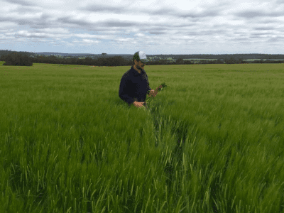 Stars align for RGT Planet barley malt accreditation in Australia ...