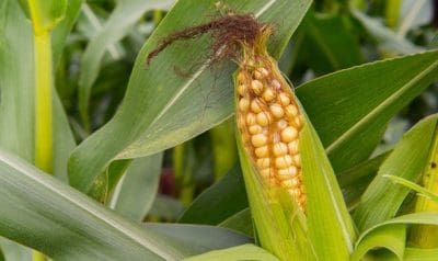 Maize yield influenced by unexpected gene 'moonlighting' - Grain Central