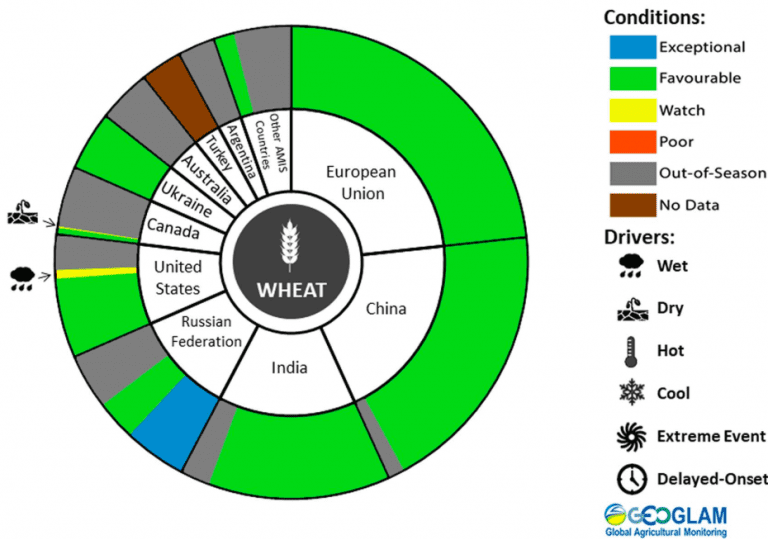 Global wheat crop condition mostly favourable: AMIS - Grain Central
