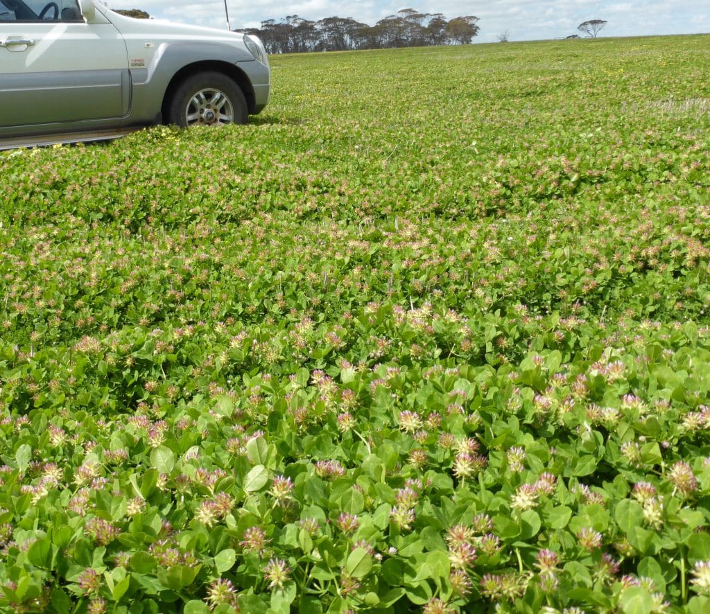 Hard-seeded pasture legumes expand as mixed-farming option - Grain Central