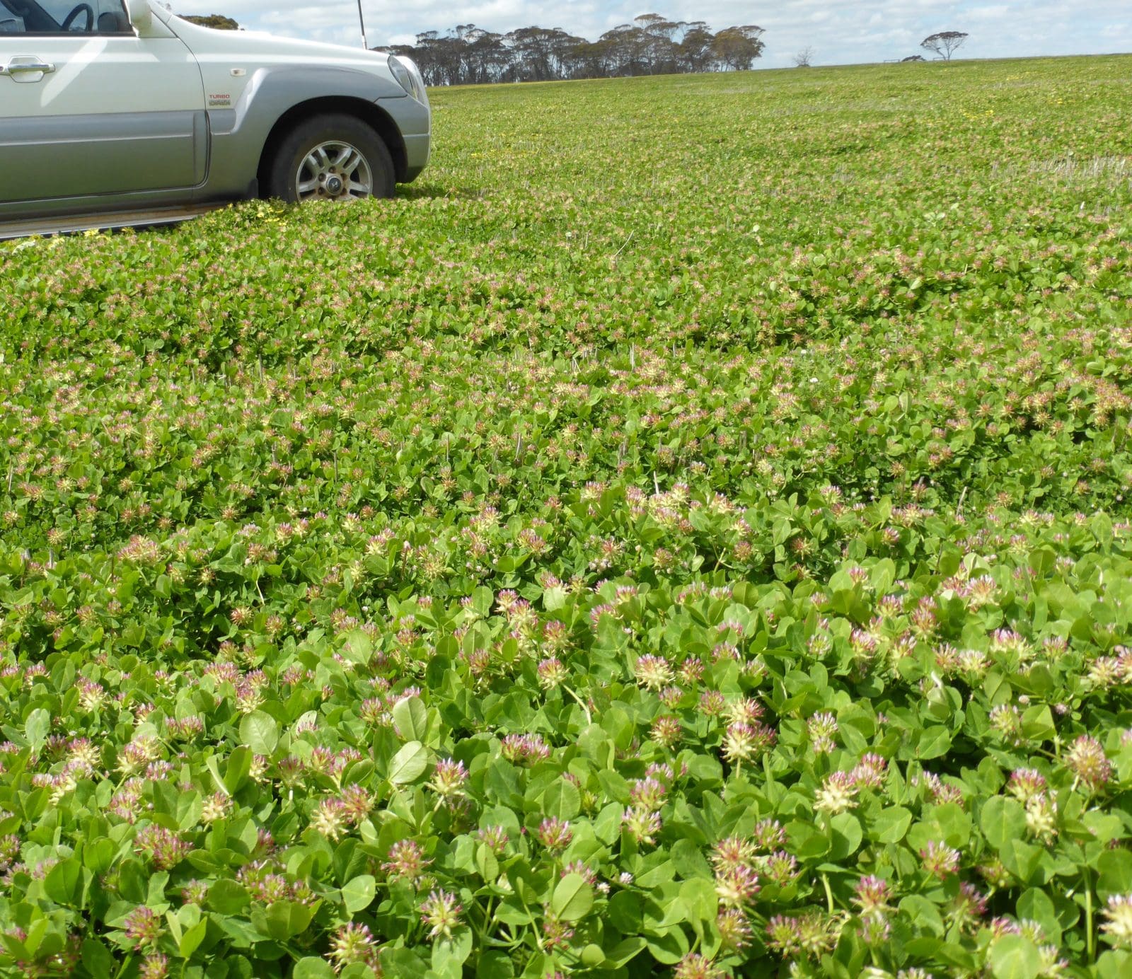 Hard-seeded pasture legumes expand as mixed-farming option - Grain Central
