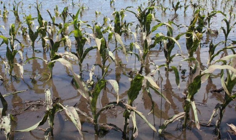 Excessive rainfall as damaging to corn yield as extreme heat, drought ...