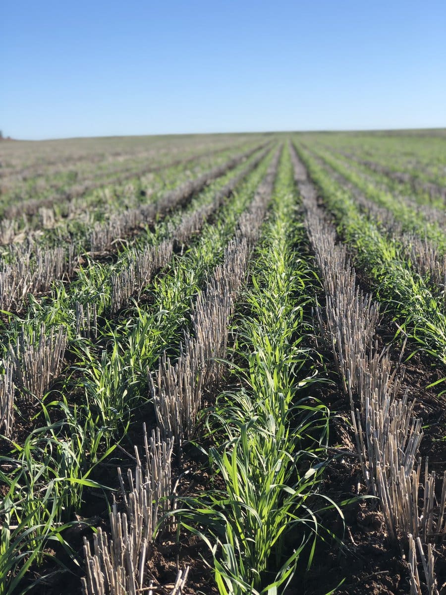 Feedgrain Focus: New-crop values ease on holiday rain - Grain Central